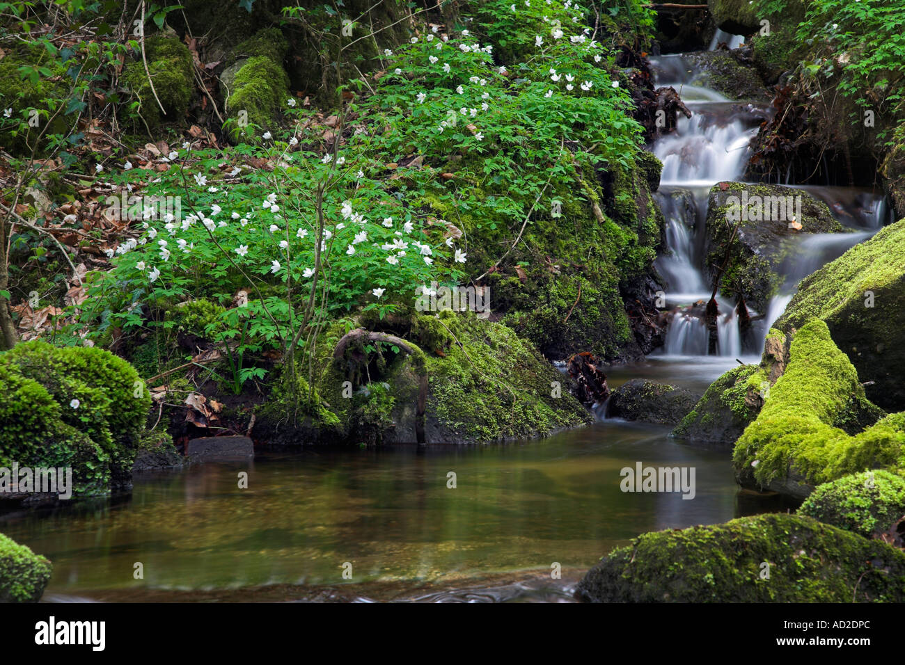 White flowers and stream Stock Photo - Alamy