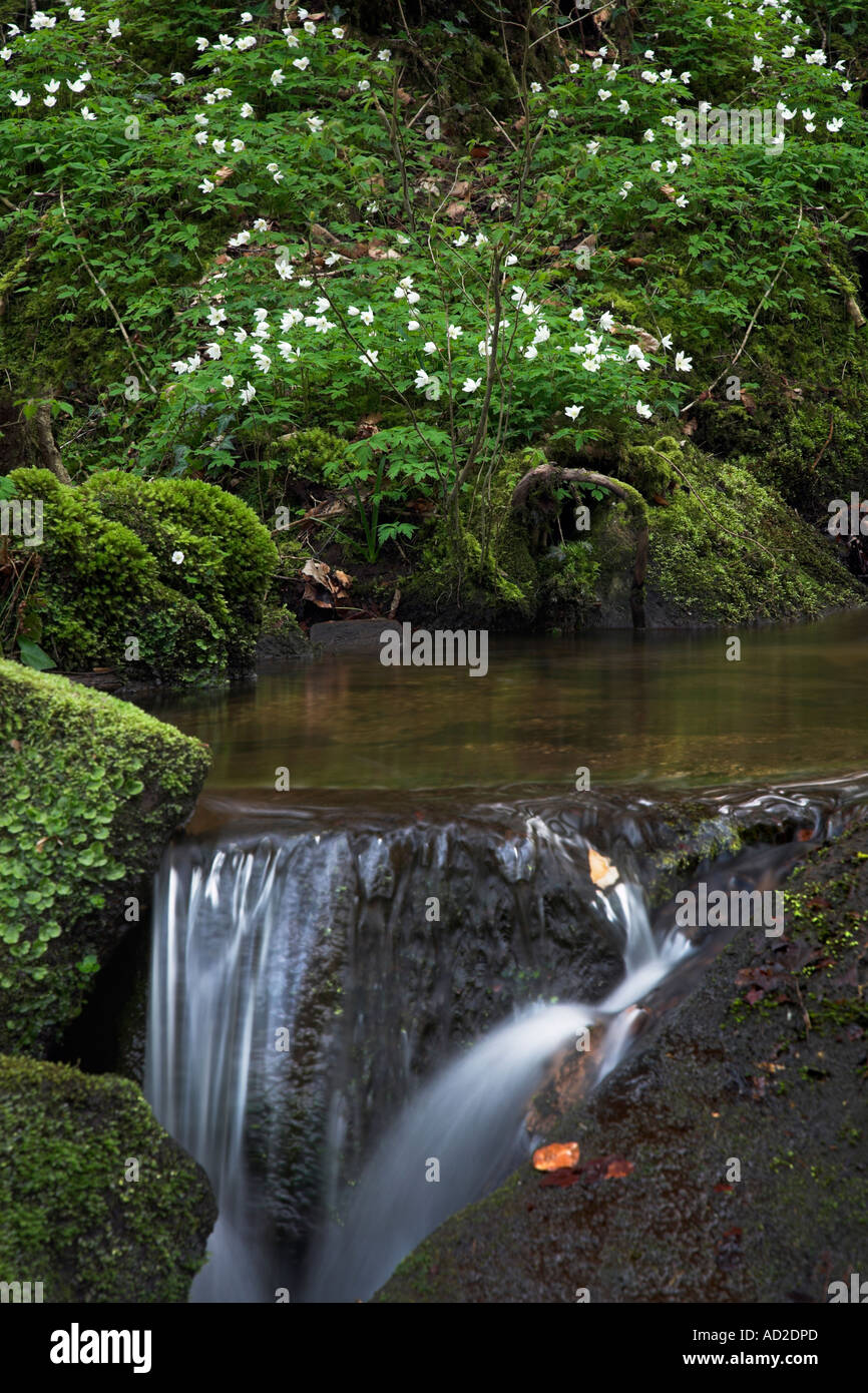 White flowers and stream Stock Photo - Alamy