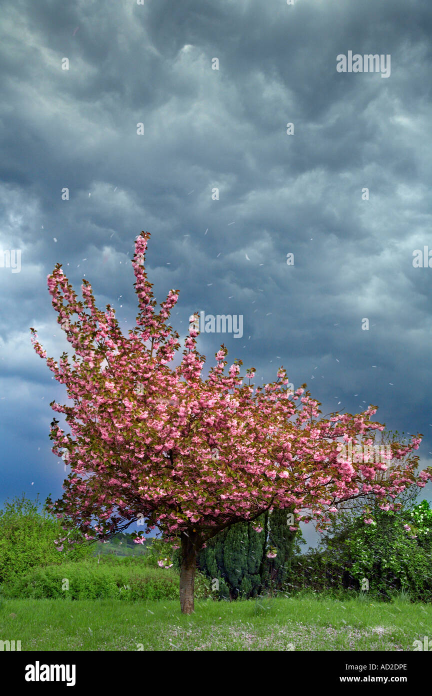 Tree in blossom under a stormy sky Stock Photo - Alamy
