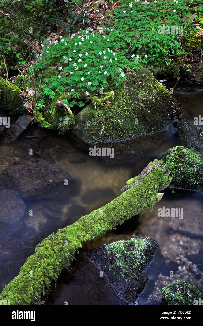 White woodland flowers hi-res stock photography and images - Alamy