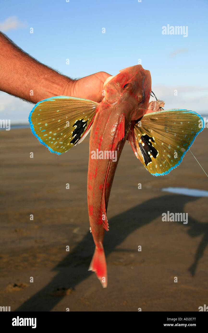 The beautiful Gunard a great NZ delicacy Stock Photo - Alamy