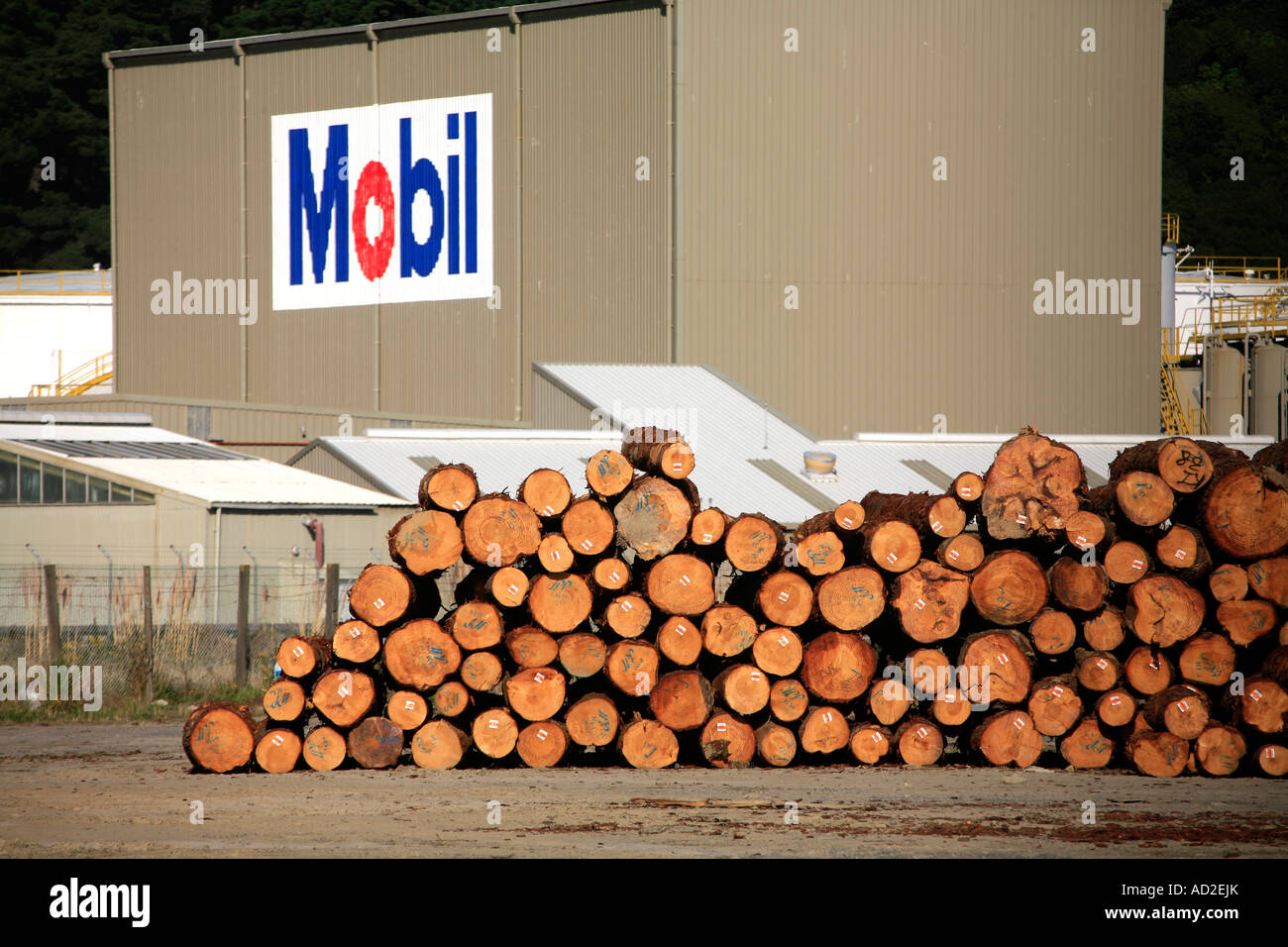 Pinus radiata new zealand hi-res stock photography and images - Alamy