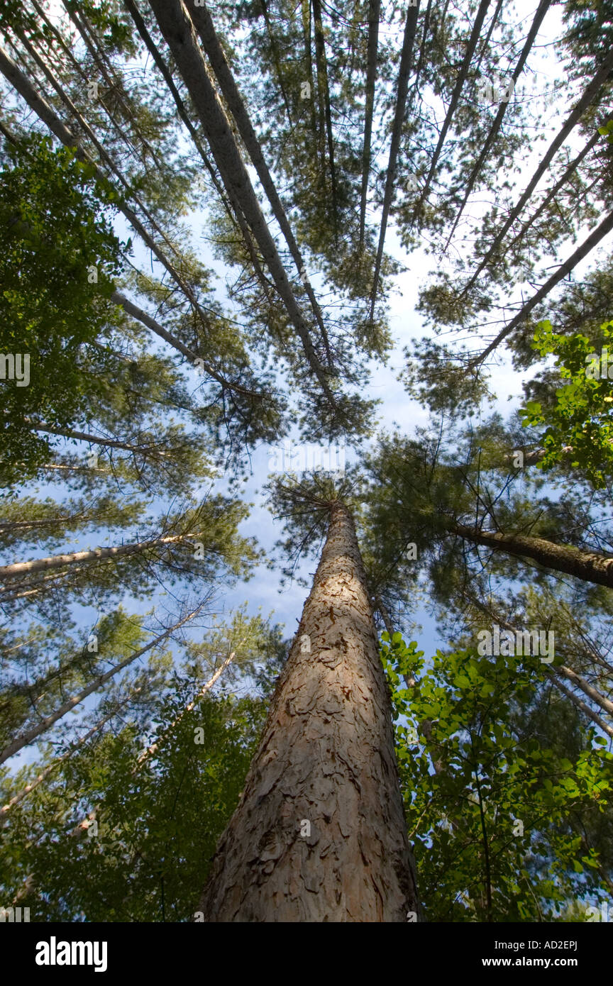 Towering Red Pine Trees Stock Photo - Alamy