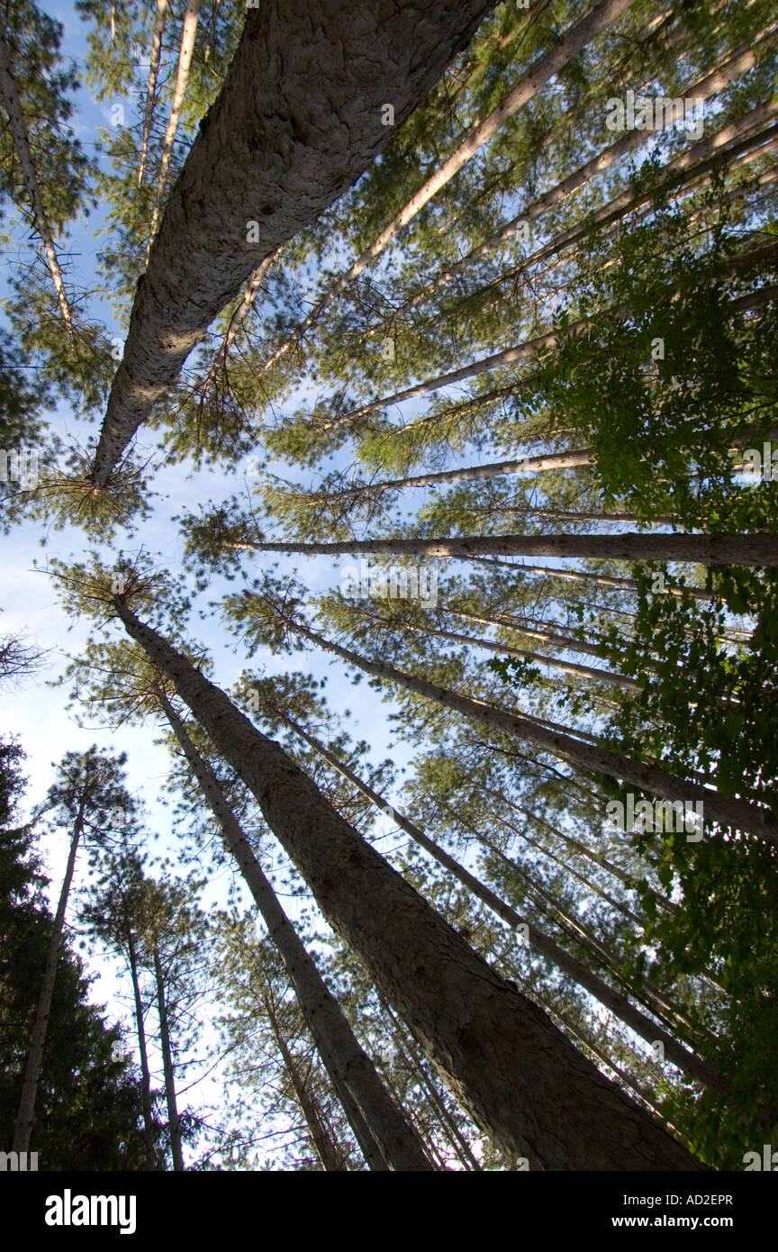 Towering Red Pine Trees Stock Photo - Alamy