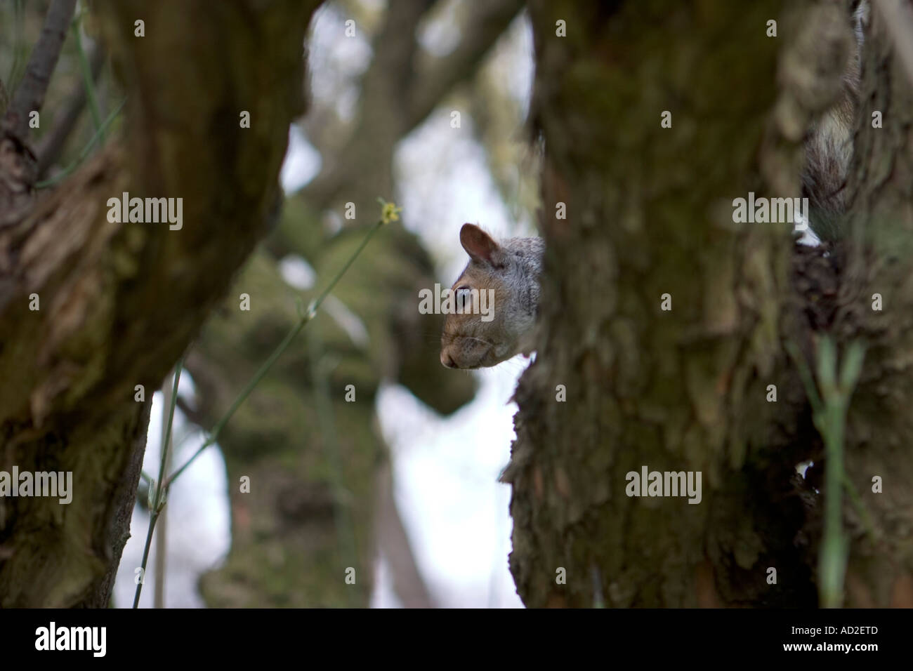 Grey squirrel poking head out from behind a branch in a tree Stock ...