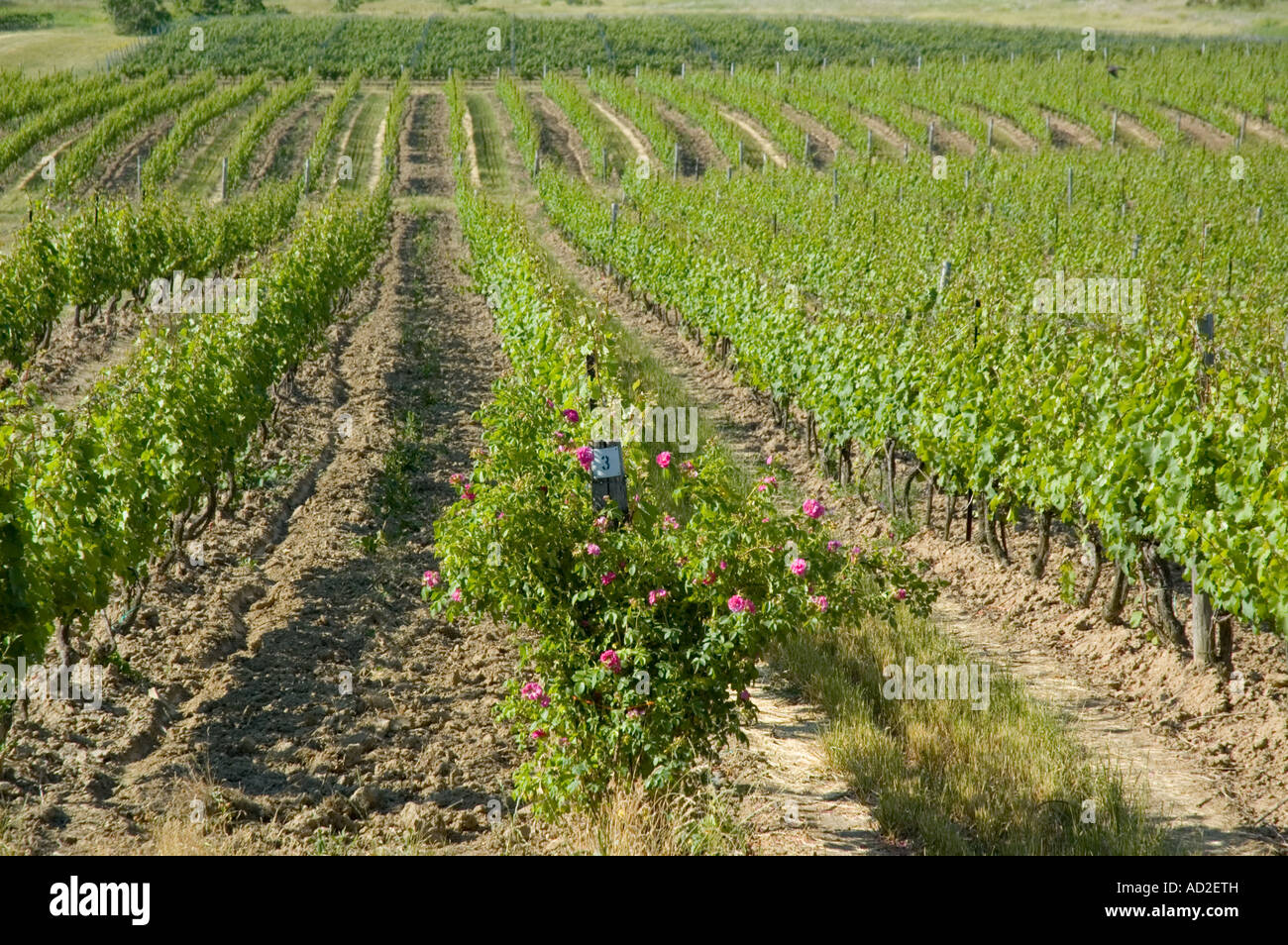 Trained grape plants hi-res stock photography and images - Alamy