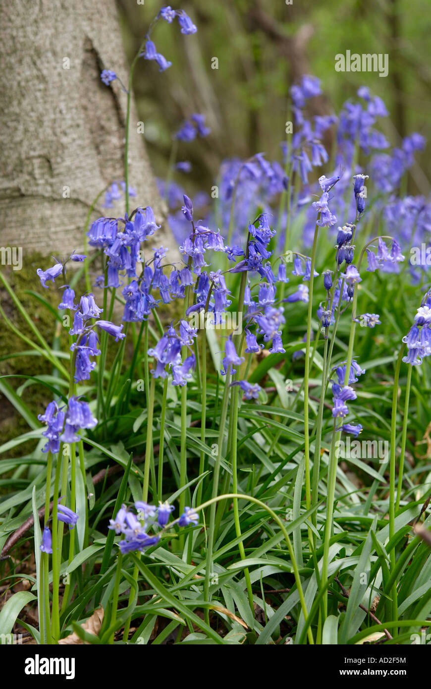 Bluebells in Micheldever Woods, near Winchester, Hampshire, England ...