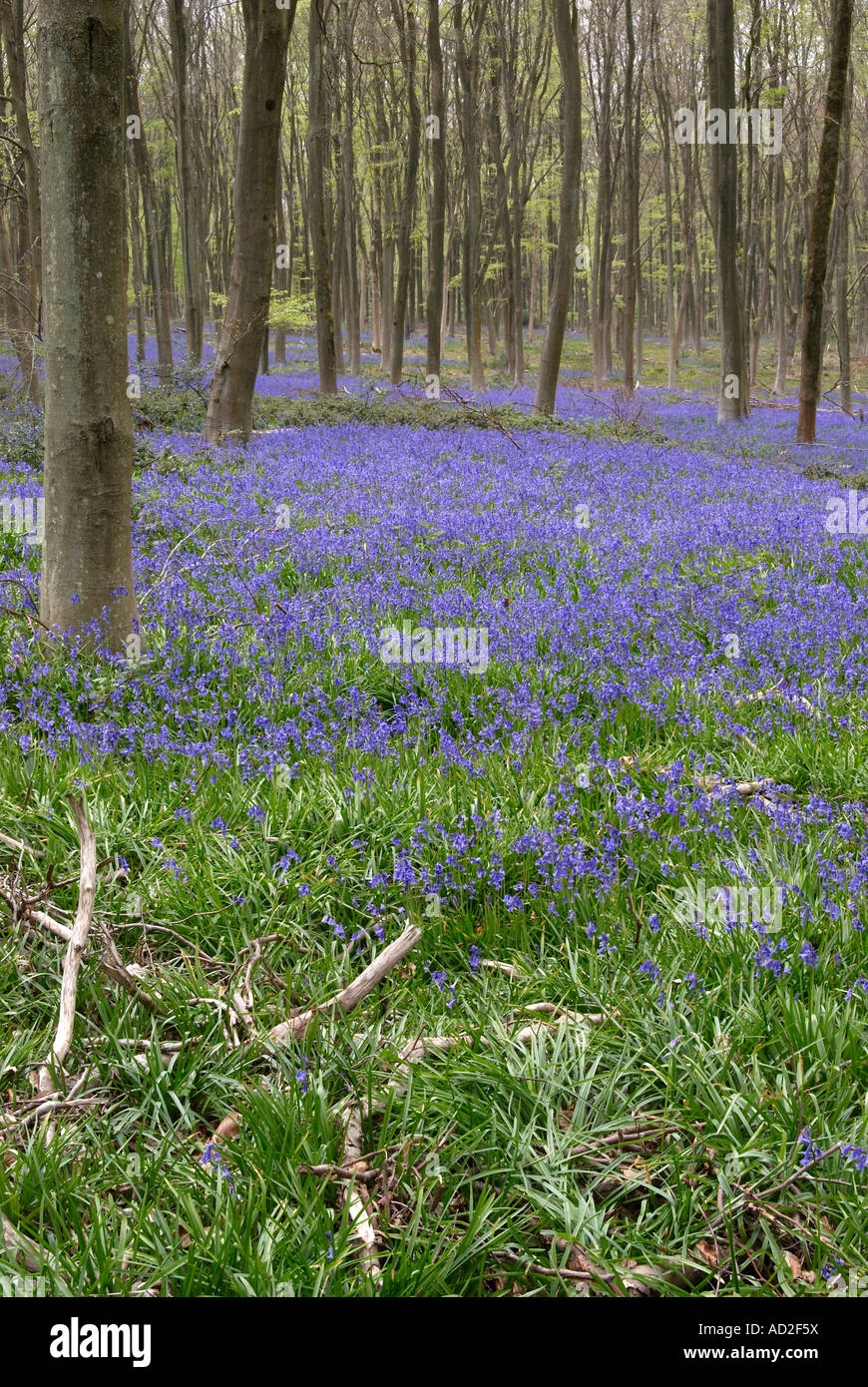Bluebells in Micheldever Woods, near Winchester, Hampshire, England ...