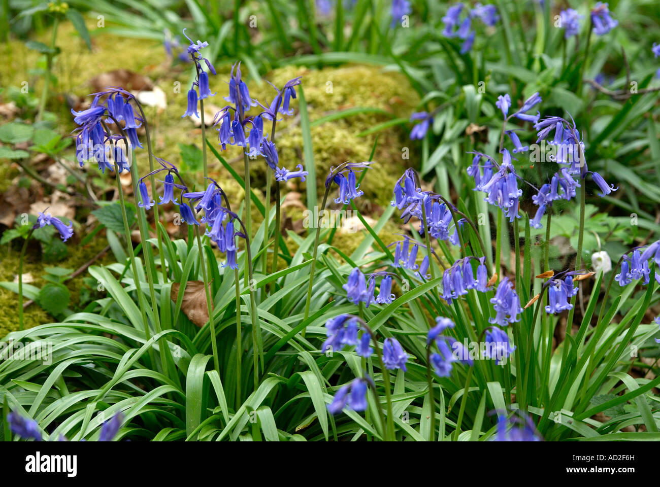 Woodland near winchester hi-res stock photography and images - Alamy