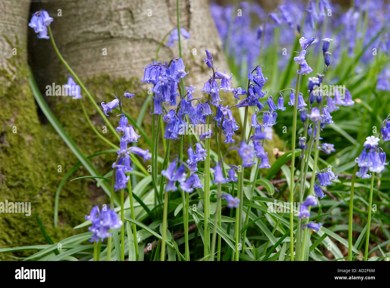 Bluebells in Micheldever Woods, near Winchester, Hampshire, England ...