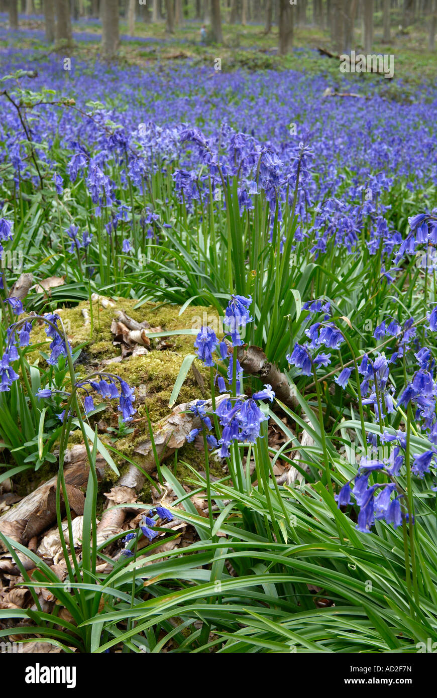 Bluebells in Micheldever Woods, near Winchester, Hampshire, England ...