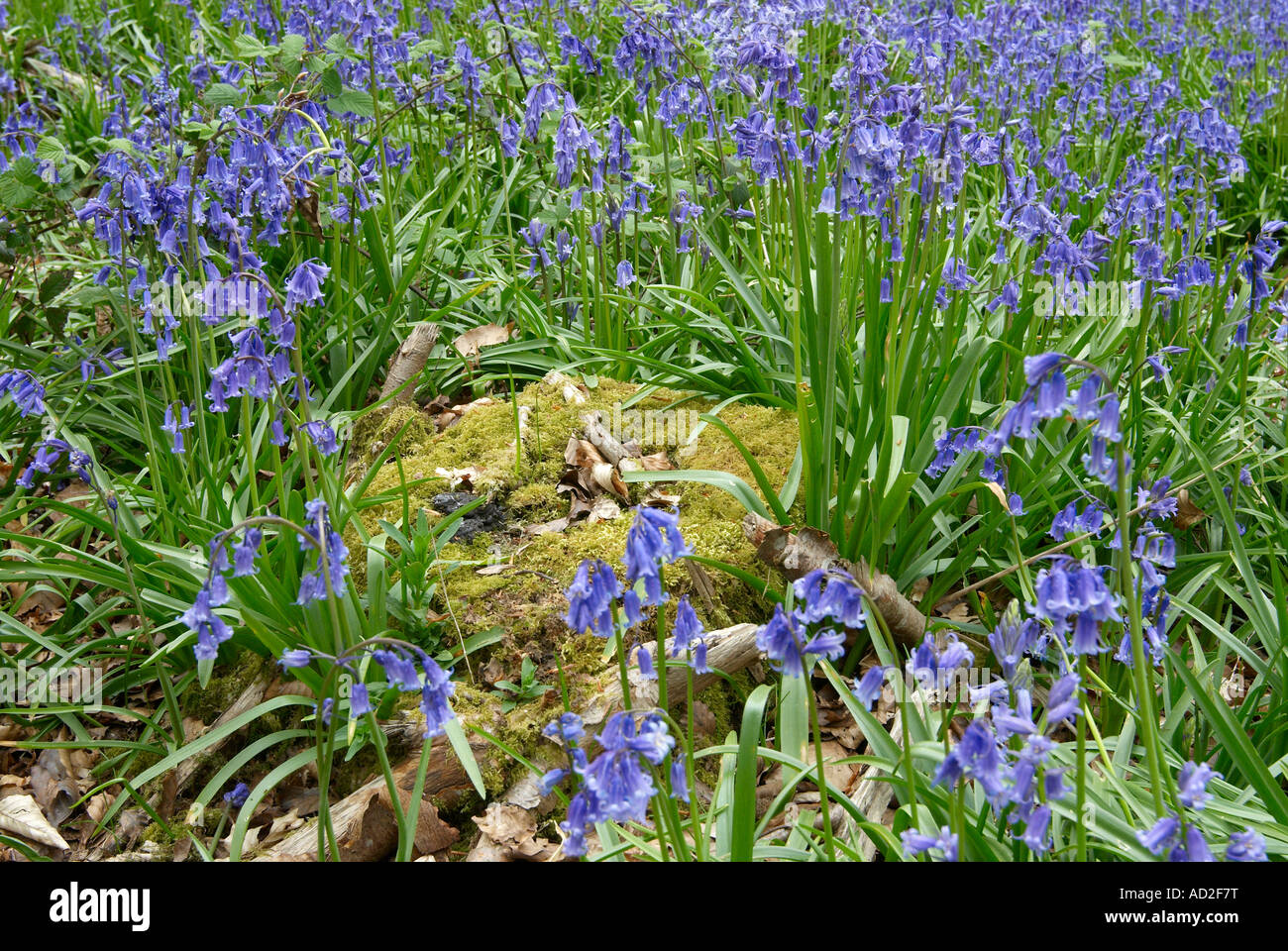 Bluebells in Micheldever Woods, near Winchester, Hampshire, England ...