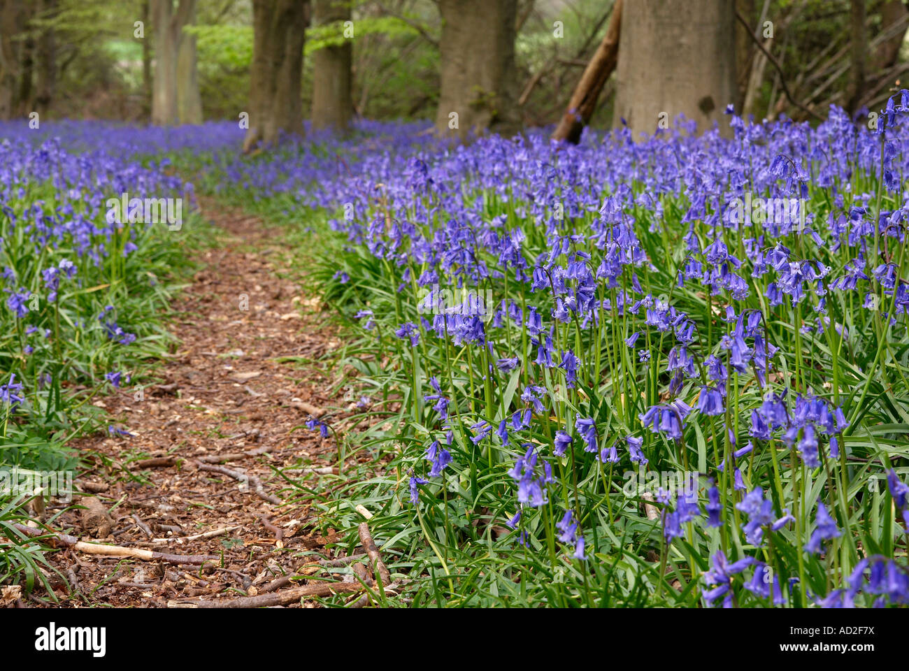 Bluebells in Micheldever Woods, near Winchester, Hampshire, England ...