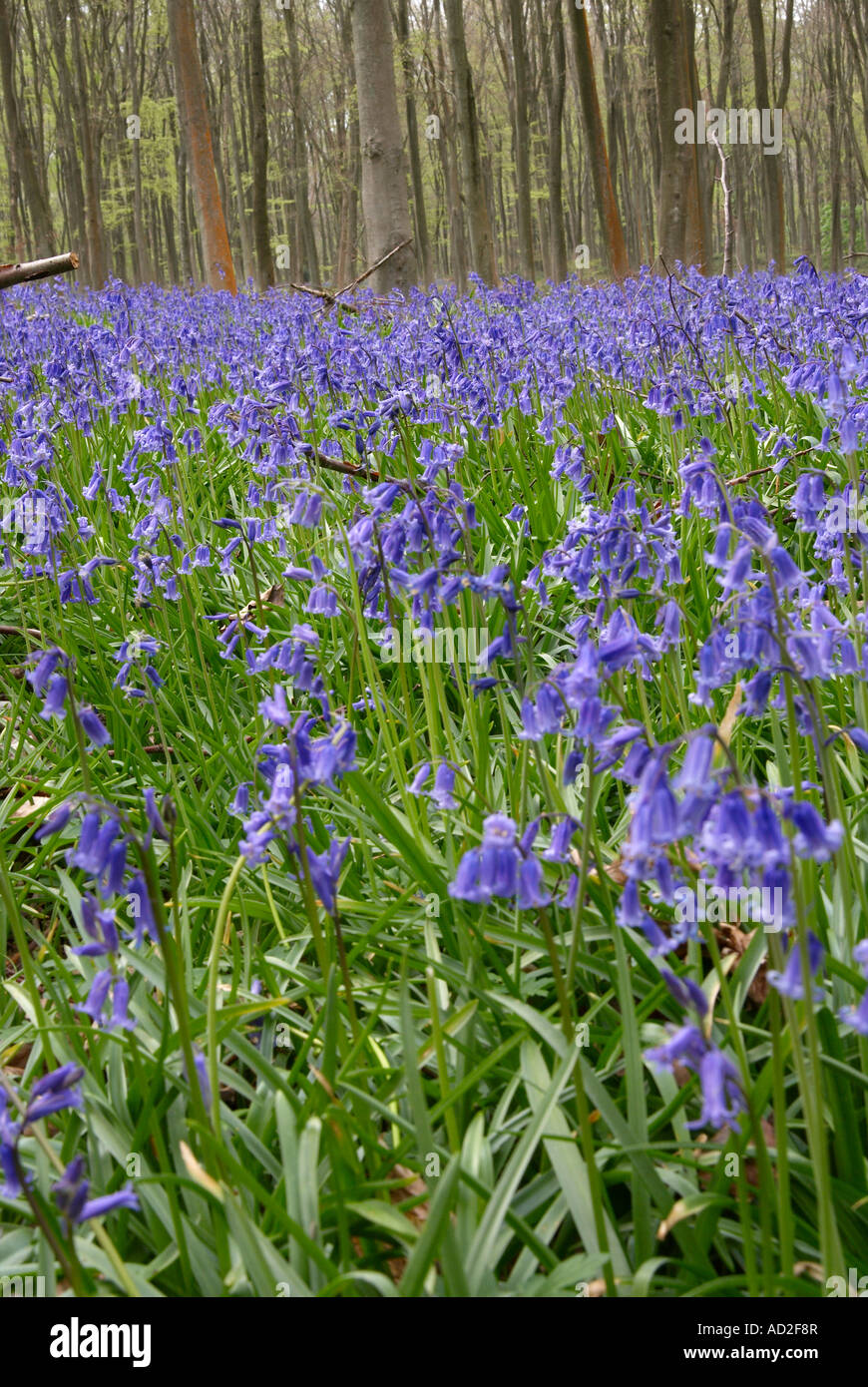 Bluebells in Micheldever Woods, near Winchester, Hampshire, England ...