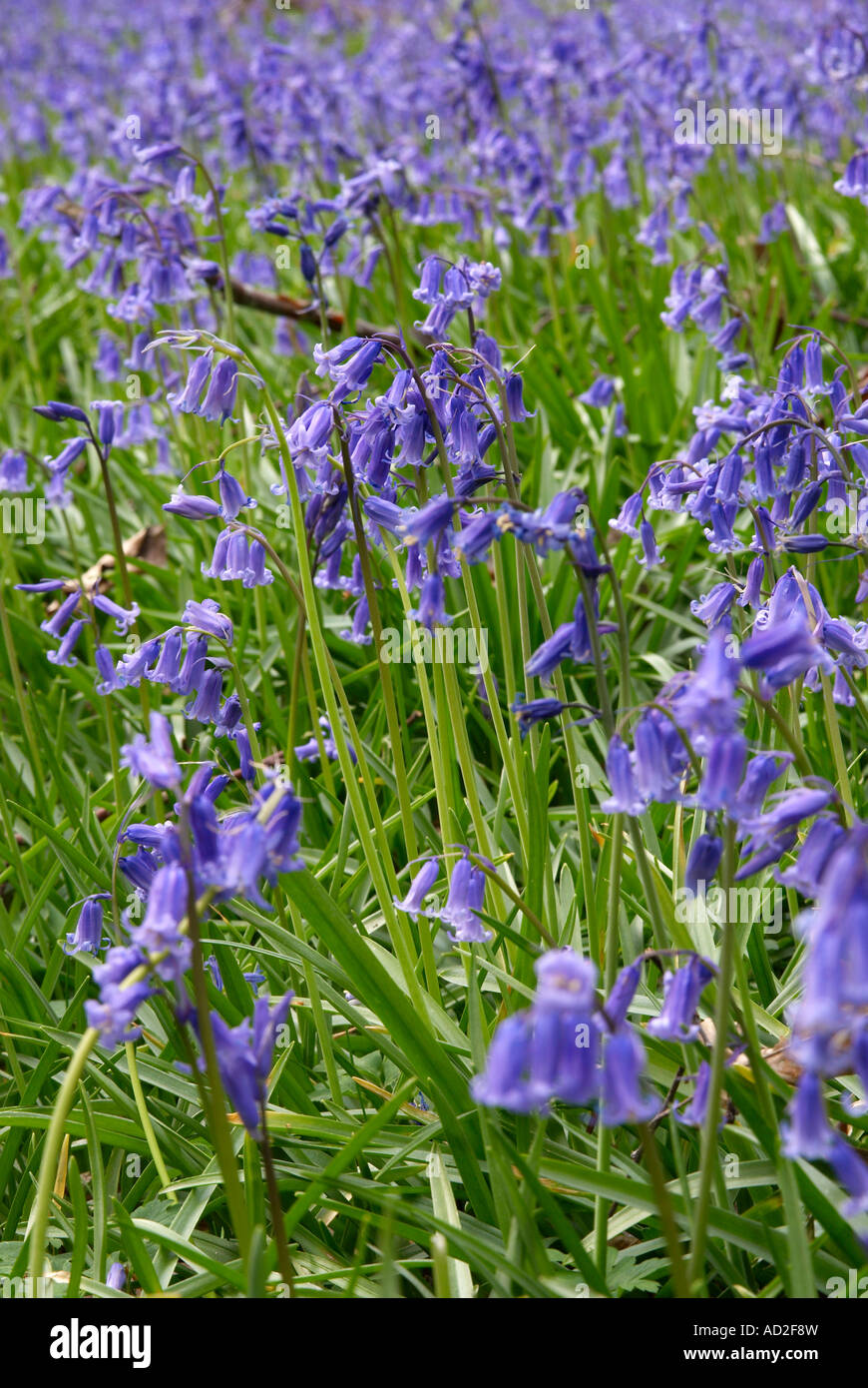 Bluebells in Micheldever Woods, near Winchester, Hampshire, England ...