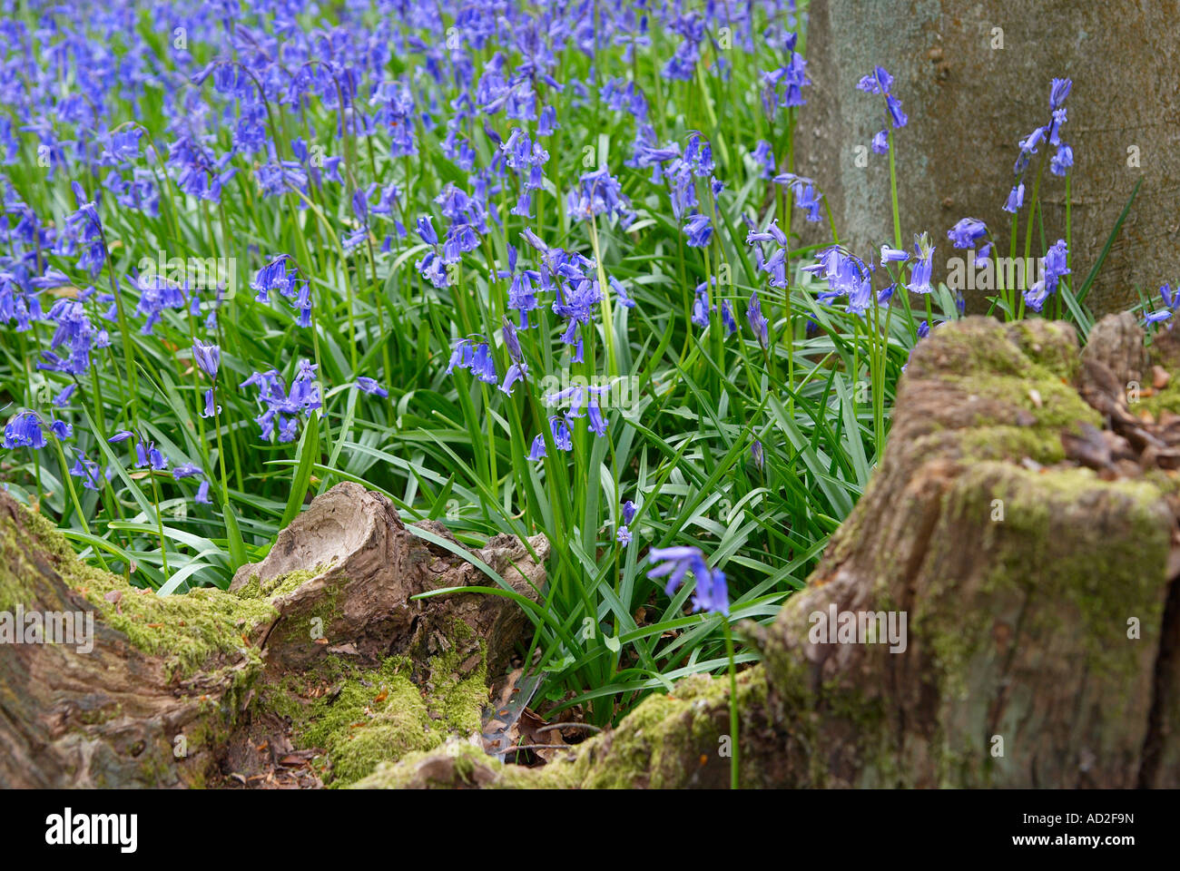 Bluebells in Micheldever Woods, near Winchester, Hampshire, England ...