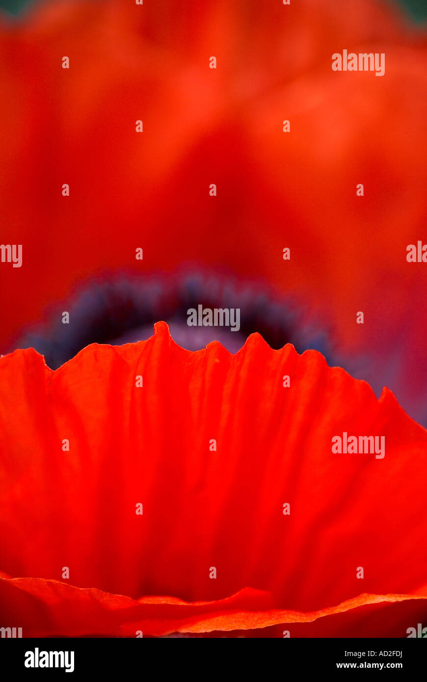 Flame red poppy petals Stock Photo - Alamy