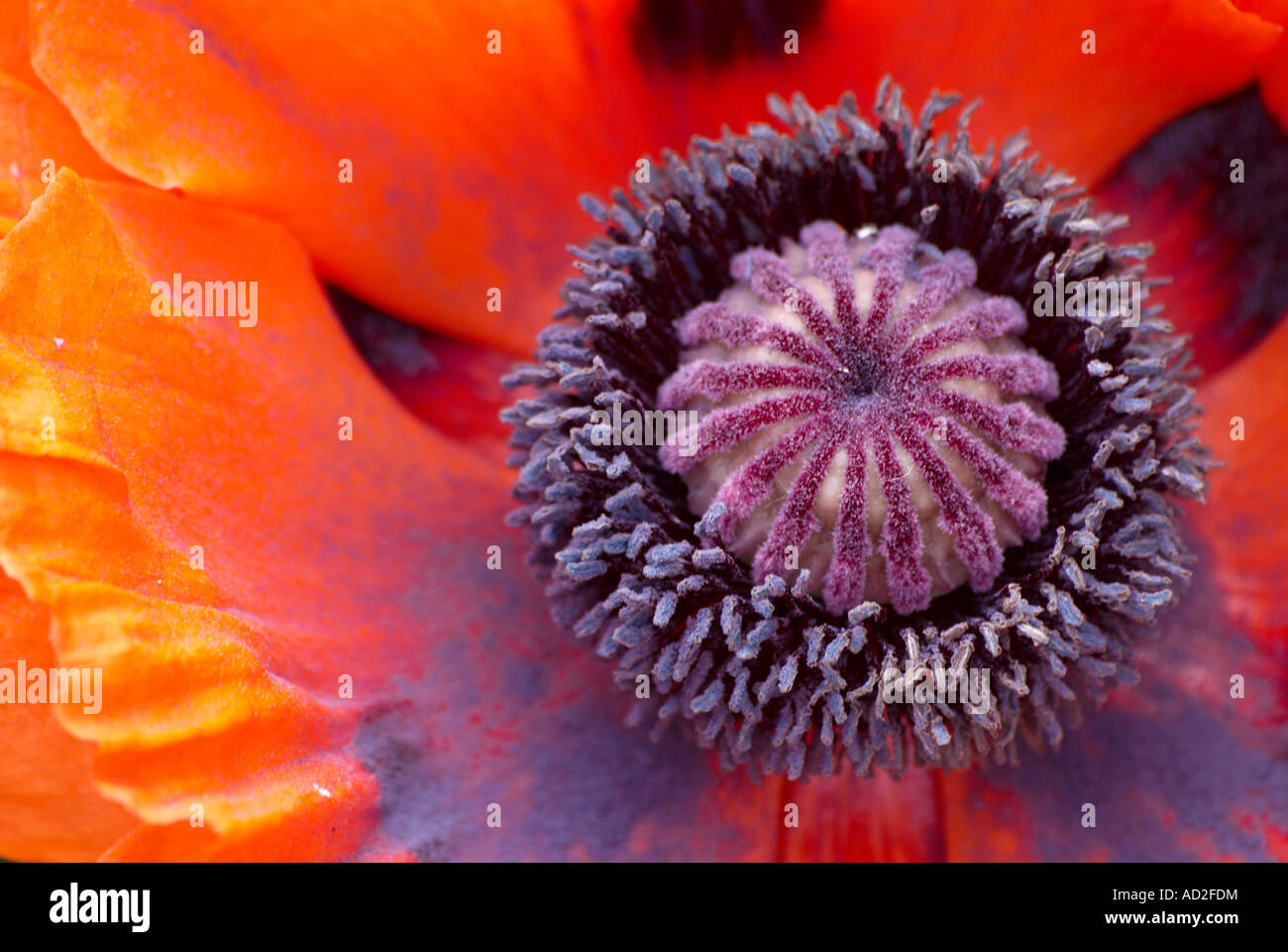 Flame red poppy petals showing stigma and stamens Stock Photo - Alamy