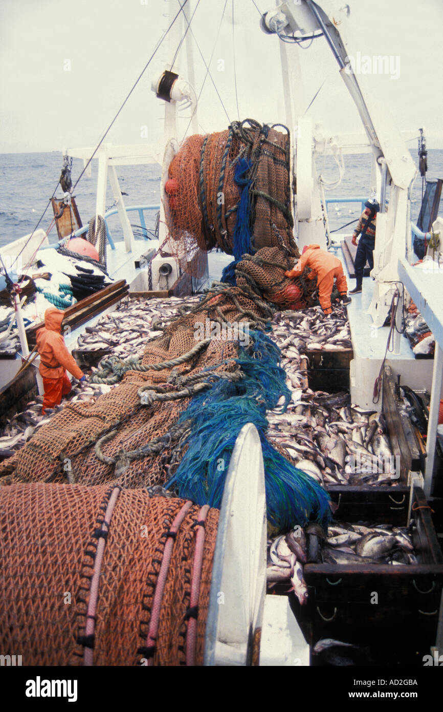 ground fishing for pacific cod Gadus macrocephalus with a large flat ...
