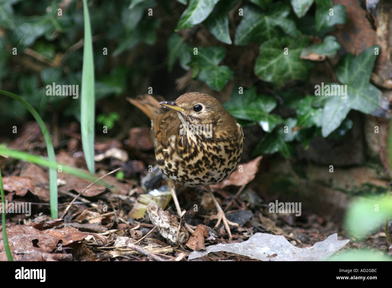 Thrush uk garden hi-res stock photography and images - Alamy