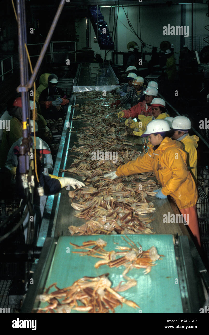 Processing of snow crab or tanner crab Chionoecetes bairdi in Akutan ...