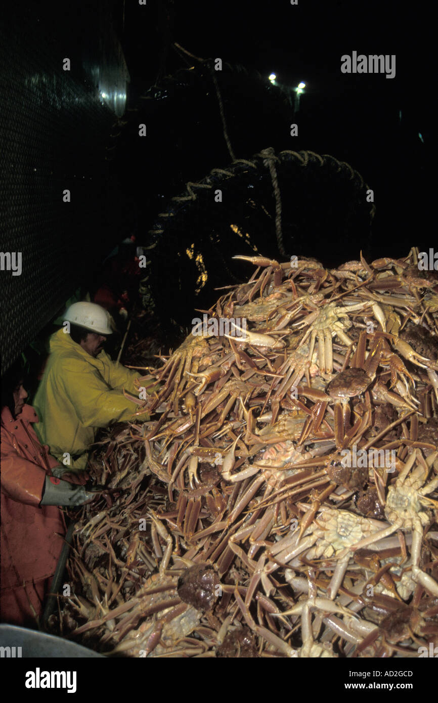 processing of snow crab or tanner crab Chionoecetes bairdi in Akutan ...