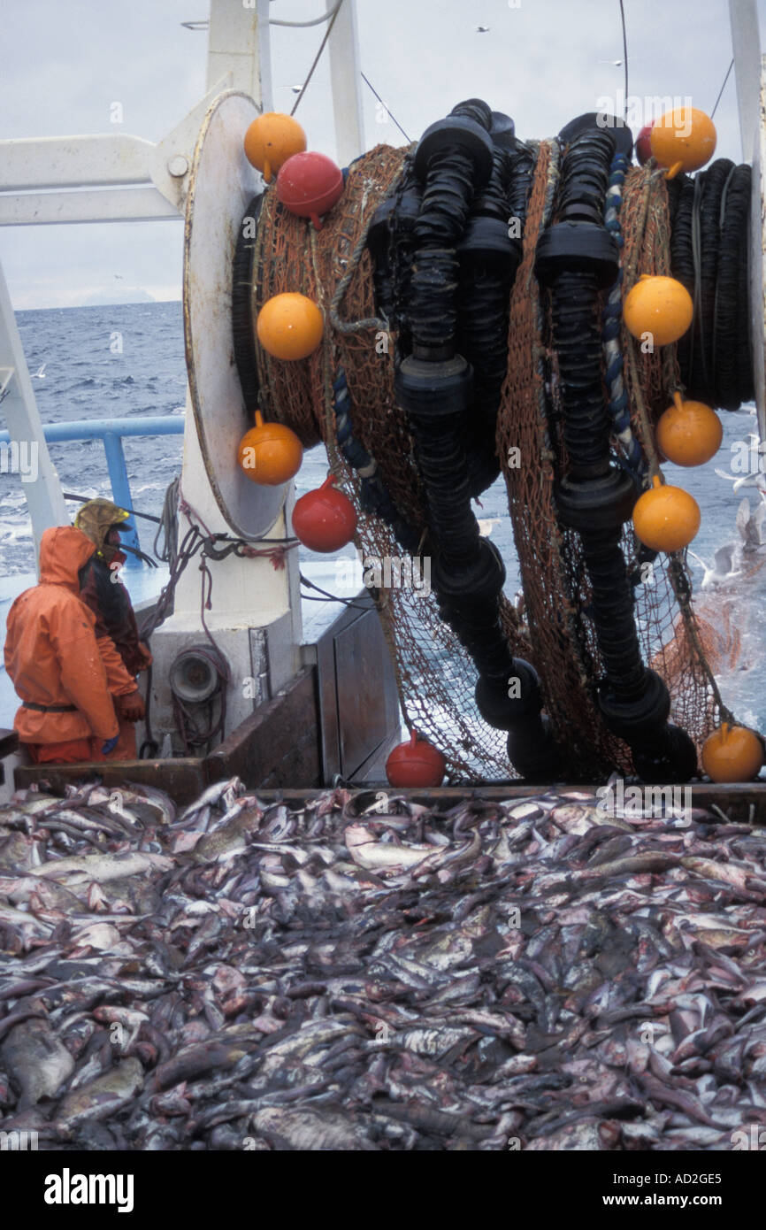 Pacific Cod Alaska High Resolution Stock Photography and Images - Alamy