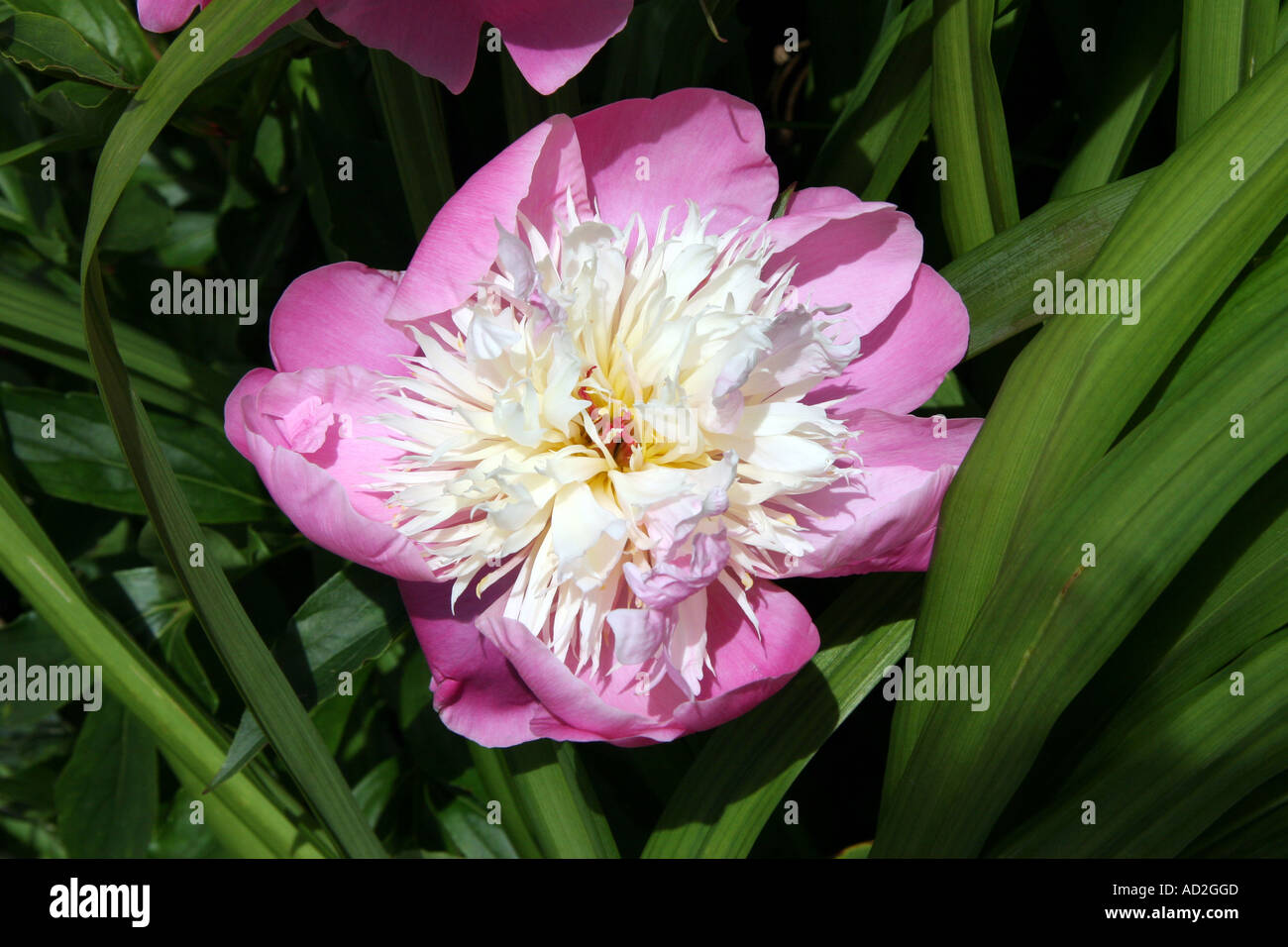 Cerise pink peony hi-res stock photography and images - Alamy