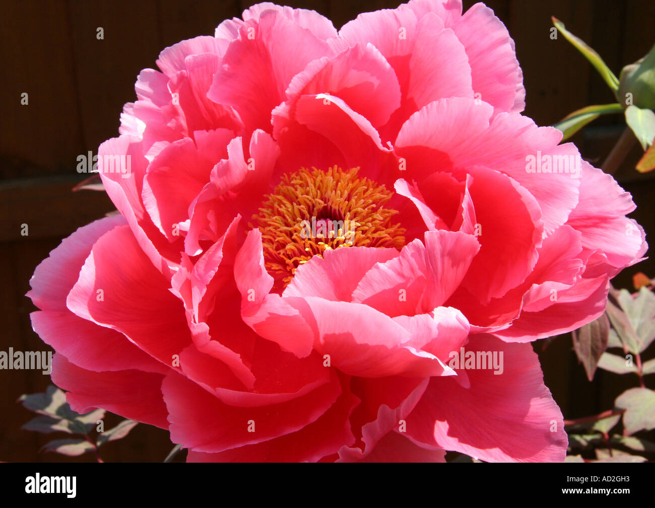 Cerise pink peony hi-res stock photography and images - Alamy