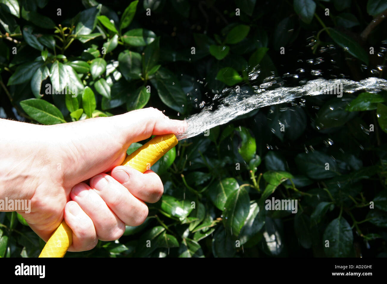 Watering the garden with a hose Stock Photo - Alamy