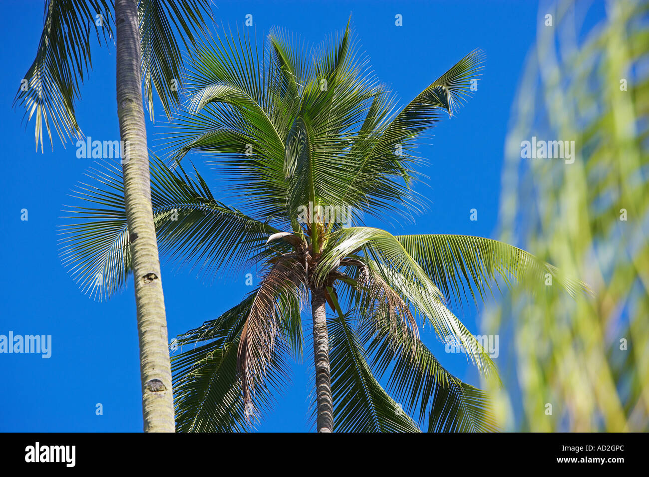 Coconut Tree in North Sulawesi, Indonesia Stock Photo - Alamy