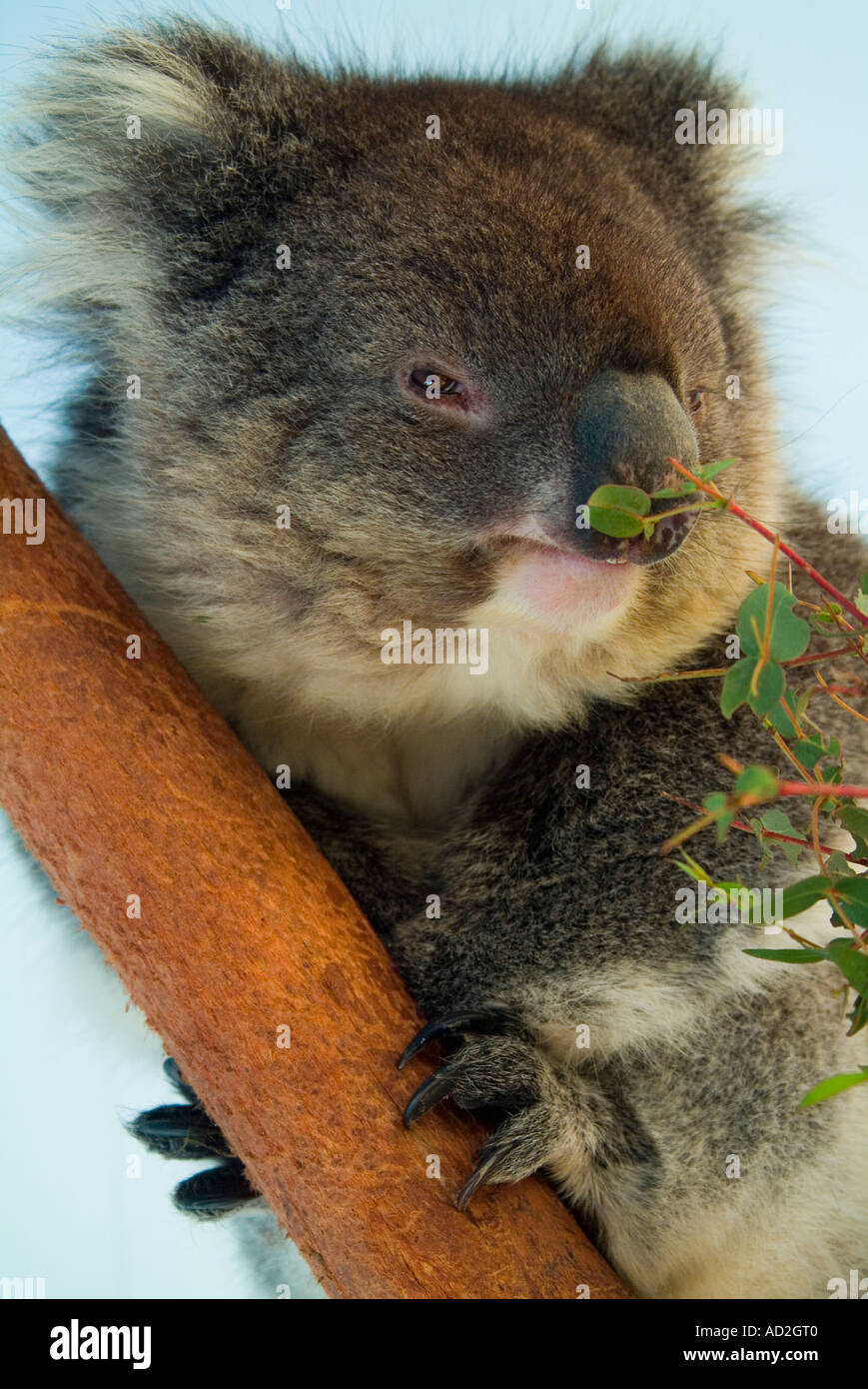Koala wildlife hi-res stock photography and images - Alamy