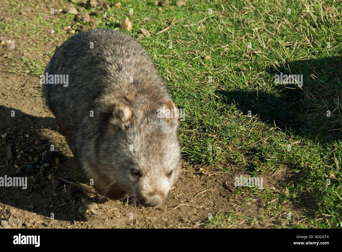A Common Tasmanian Wombat vombatus ursinus Stock Photo - Alamy