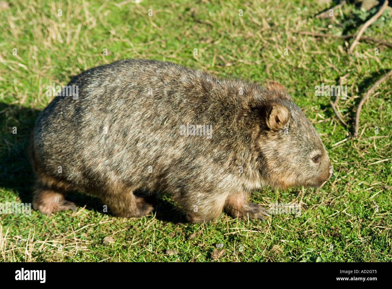 A Common Tasmanian Wombat vombatus ursinus Stock Photo - Alamy