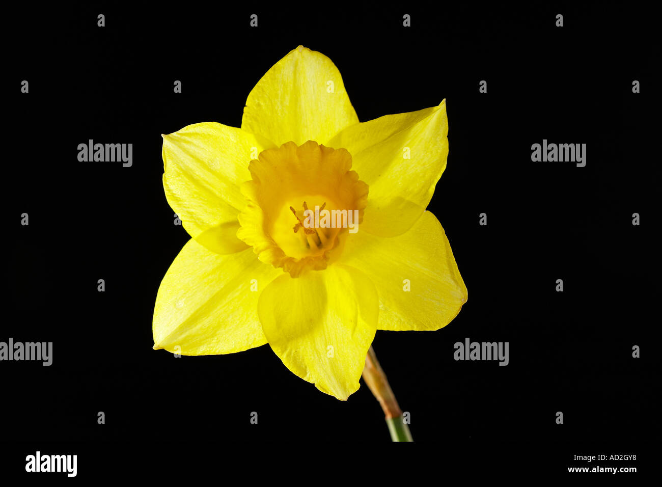 Back of yellow daffodil hi-res stock photography and images - Alamy