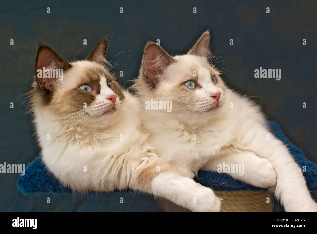Two young Ragdoll kittens age 'four months' 'Brother and sister' 'seal ...