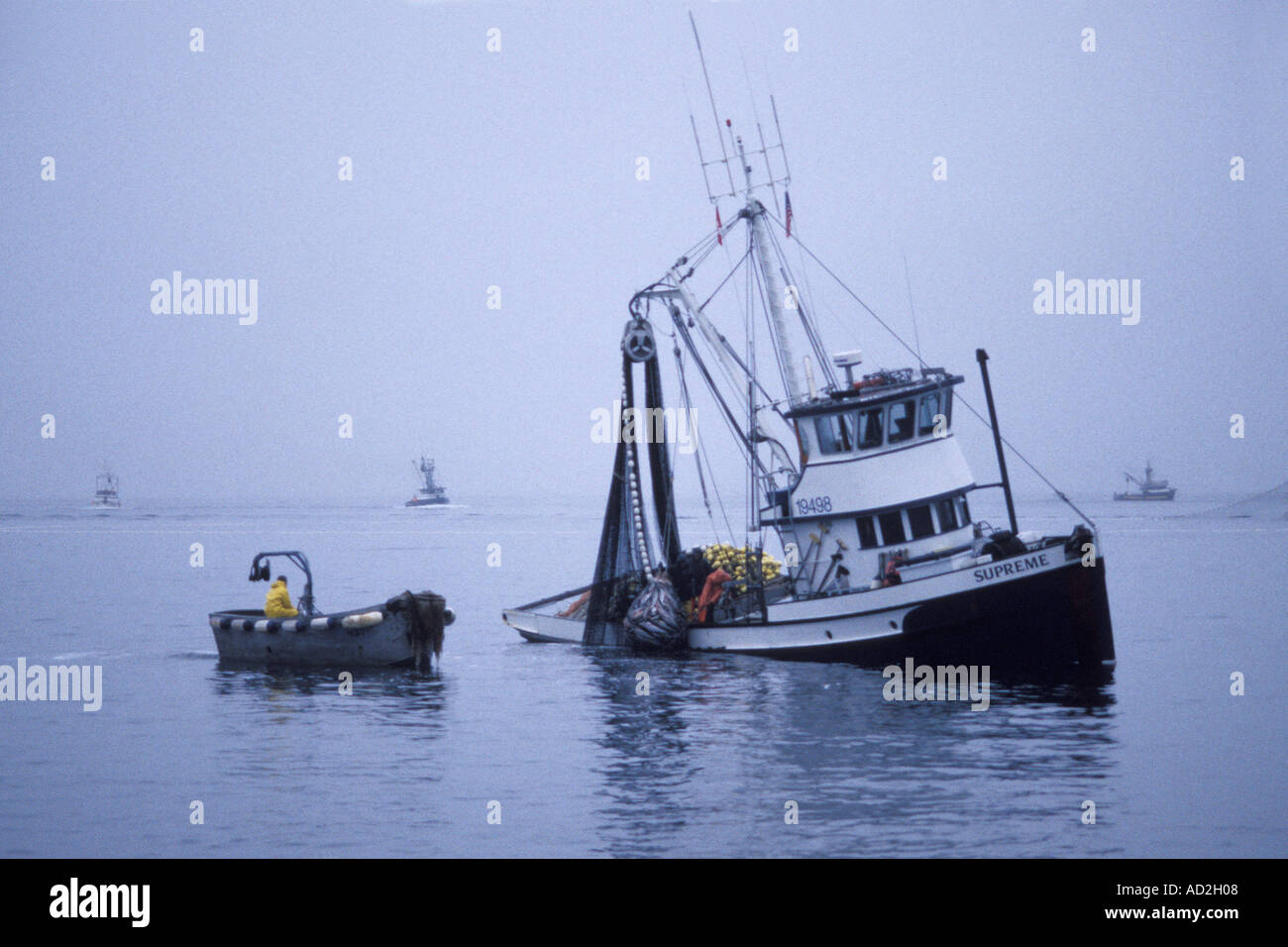 purse seining vessel with catch of chum salmon or dog salmon ...