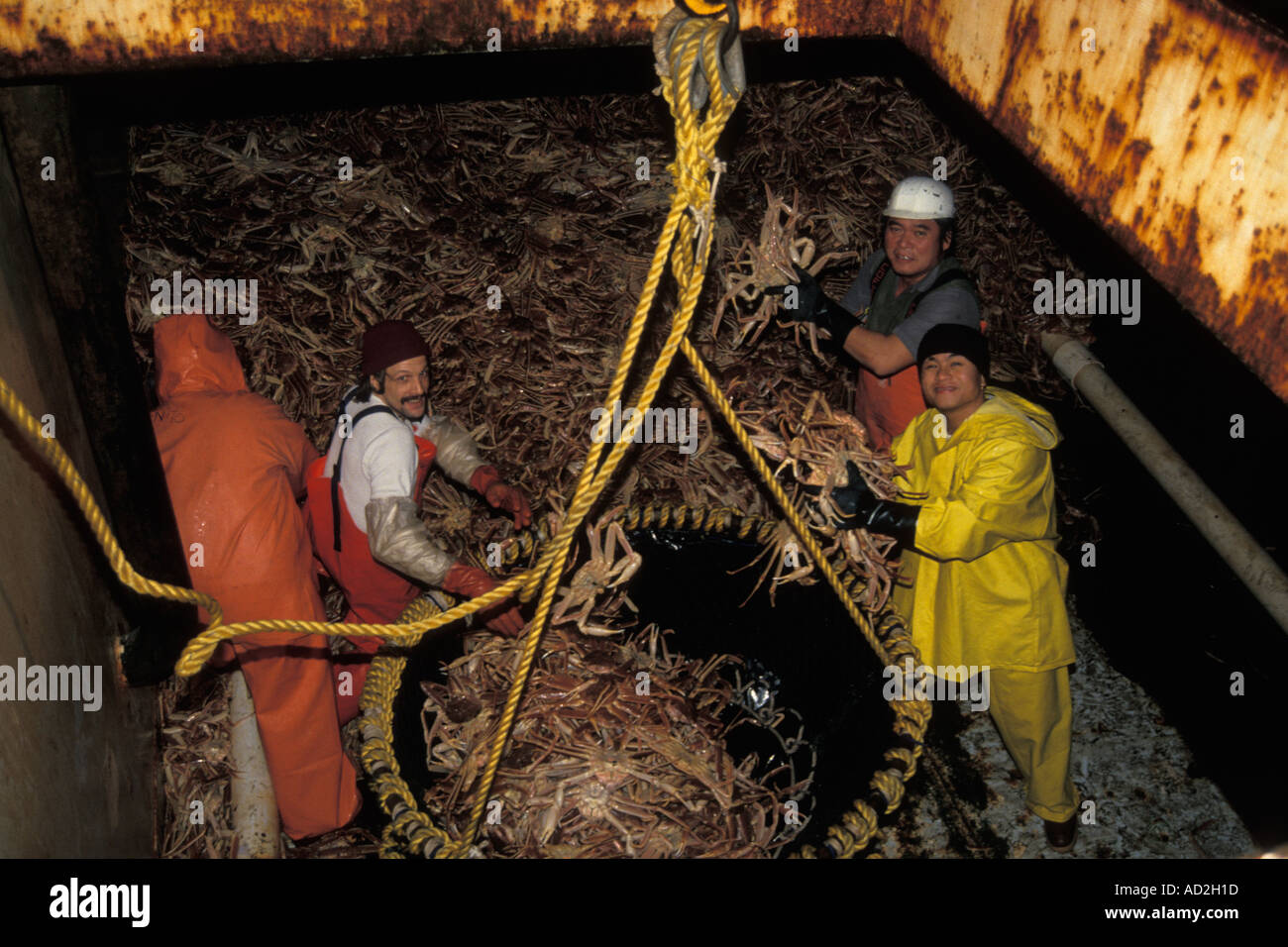 processing snow crab or tanner crab Chioecetes bairdi off load in ...
