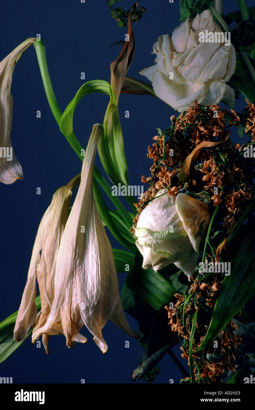 Faded flowers hi-res stock photography and images - Alamy