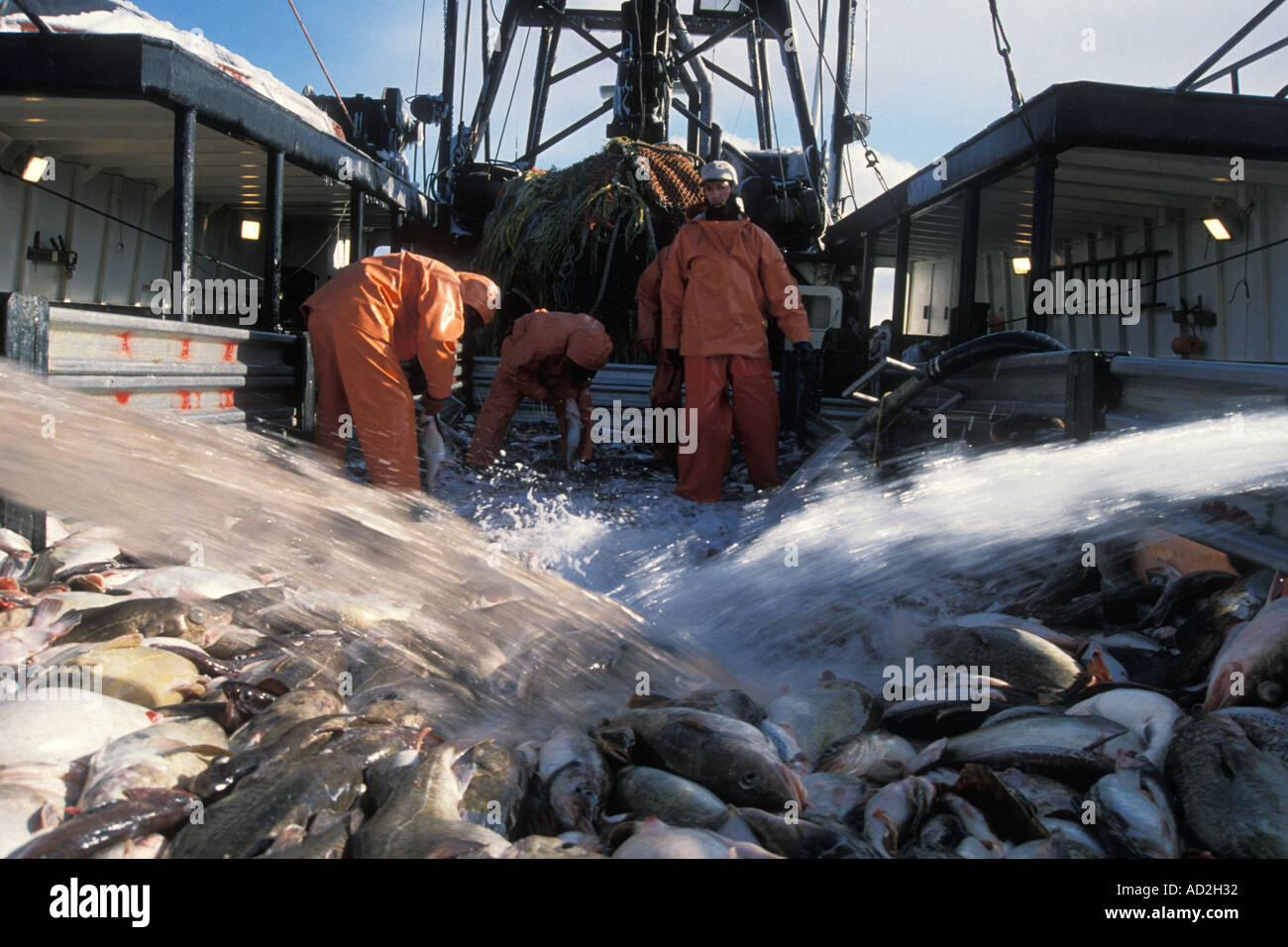 Pacific cod alaska hi-res stock photography and images - Alamy
