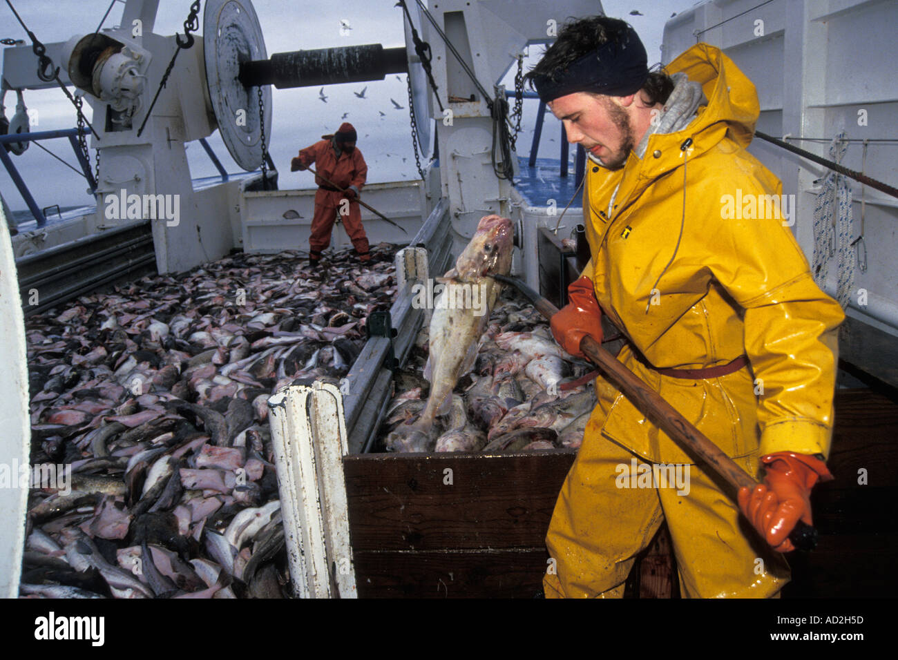 commercial fishing for pacific cod Gadus macrocephalus fishing vessel ...
