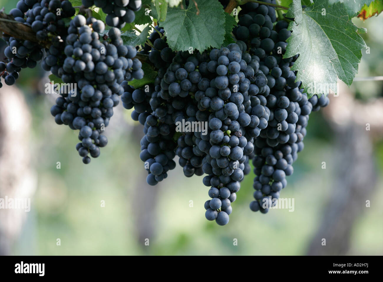 Black vine hi-res stock photography and images - Alamy