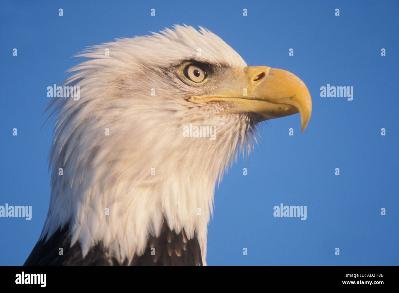 bald eagle Haliaeetus leucocephalus profile in Homer sand spit Kachemak ...