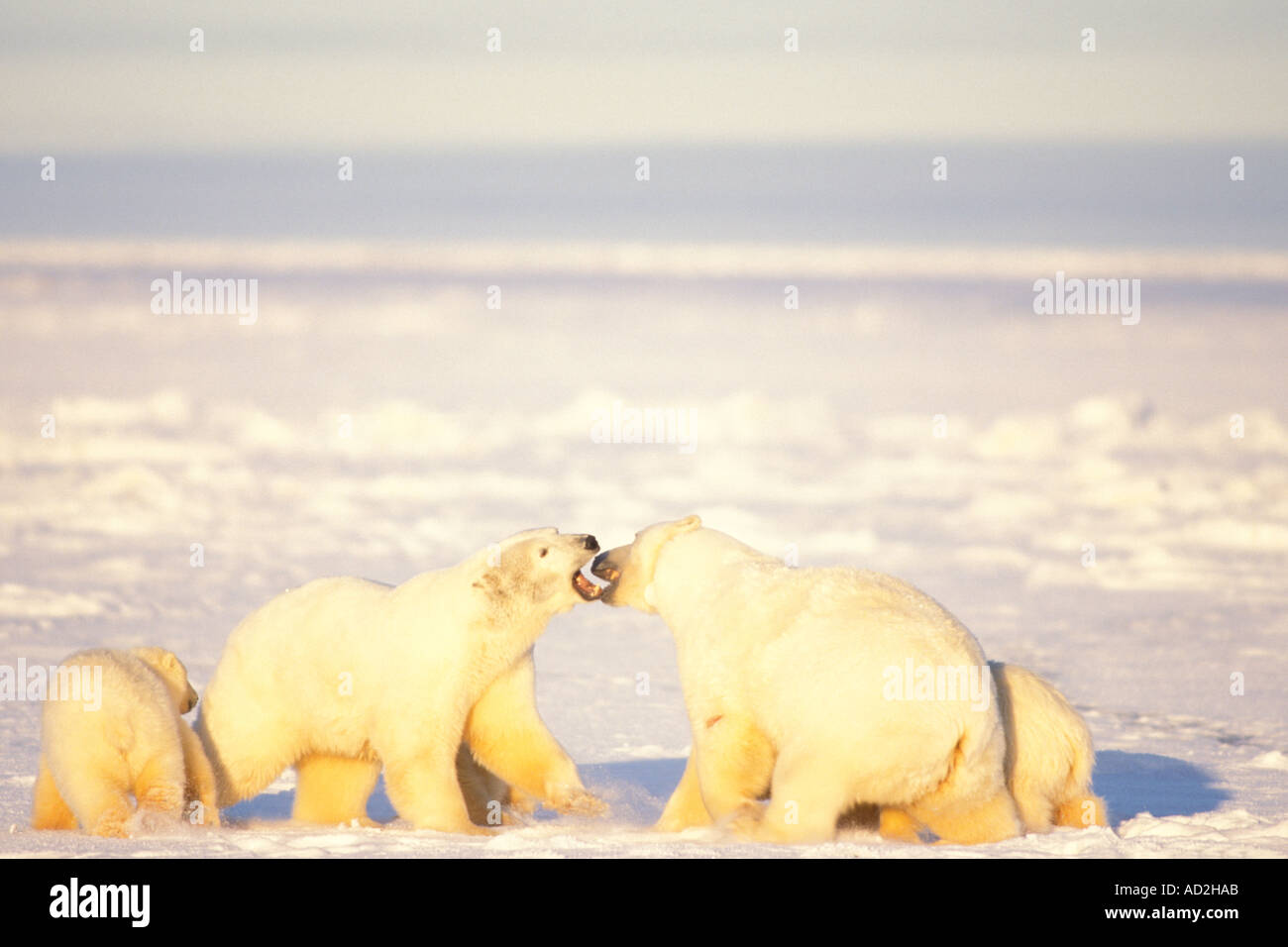 polar bears Ursus maritimus two sows with cubs fight on the pack ice ...