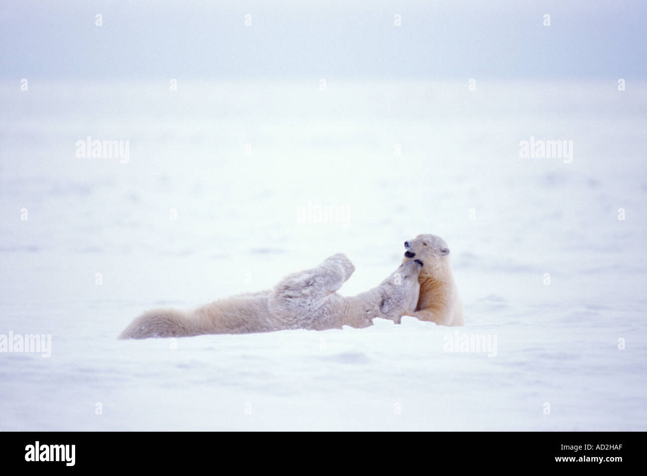 polar bear Ursus maritimus sow playing with her spring cub 1002 coastal ...
