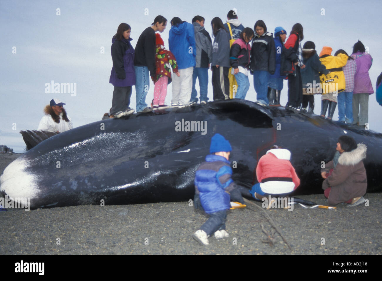 bowhead whale Balaena mysticetus with Eskimo kids in celebration of the ...