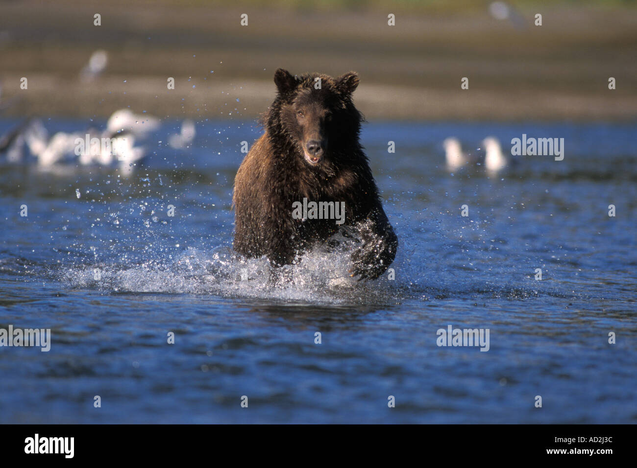 brown bear Ursus arctos grizzly bear Ursus horribils sow fishing in ...