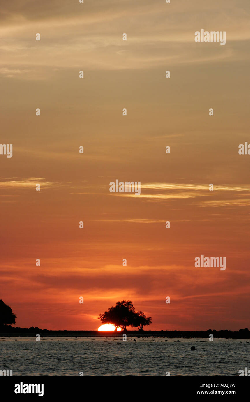 Tree at sunset, Phuket, Thailand Stock Photo - Alamy
