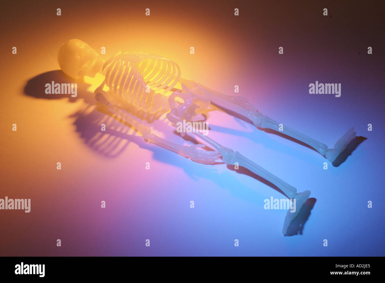 Forensic anthropology skeleton hi-res stock photography and images - Alamy