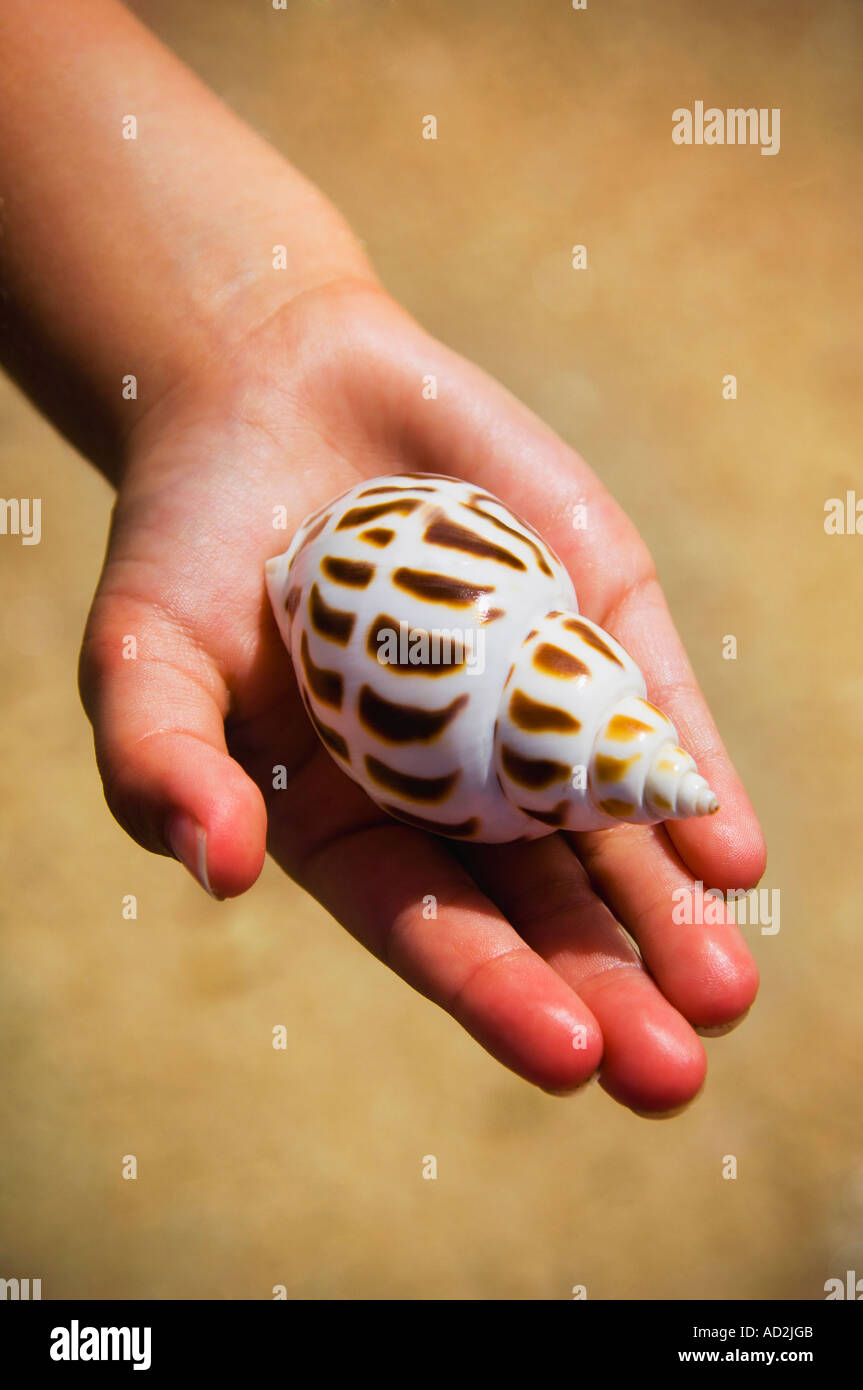 Sea shell discovering hi-res stock photography and images - Alamy